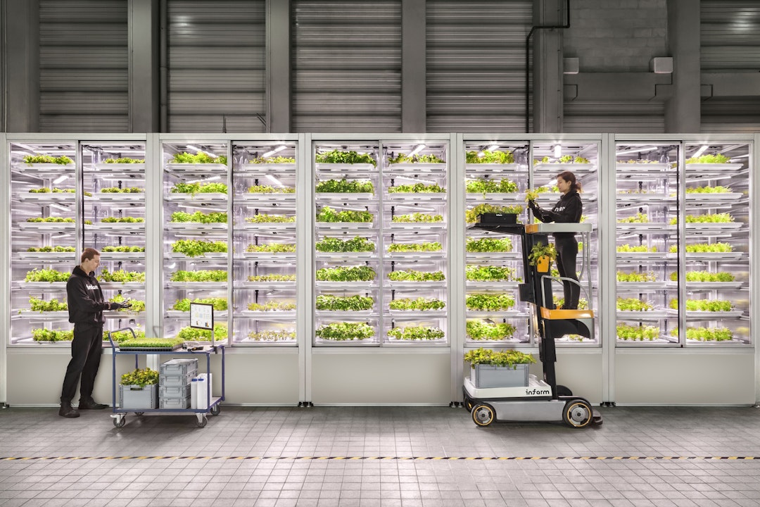 Can vertical farming grow beyond herbs and leaves? | Sifted