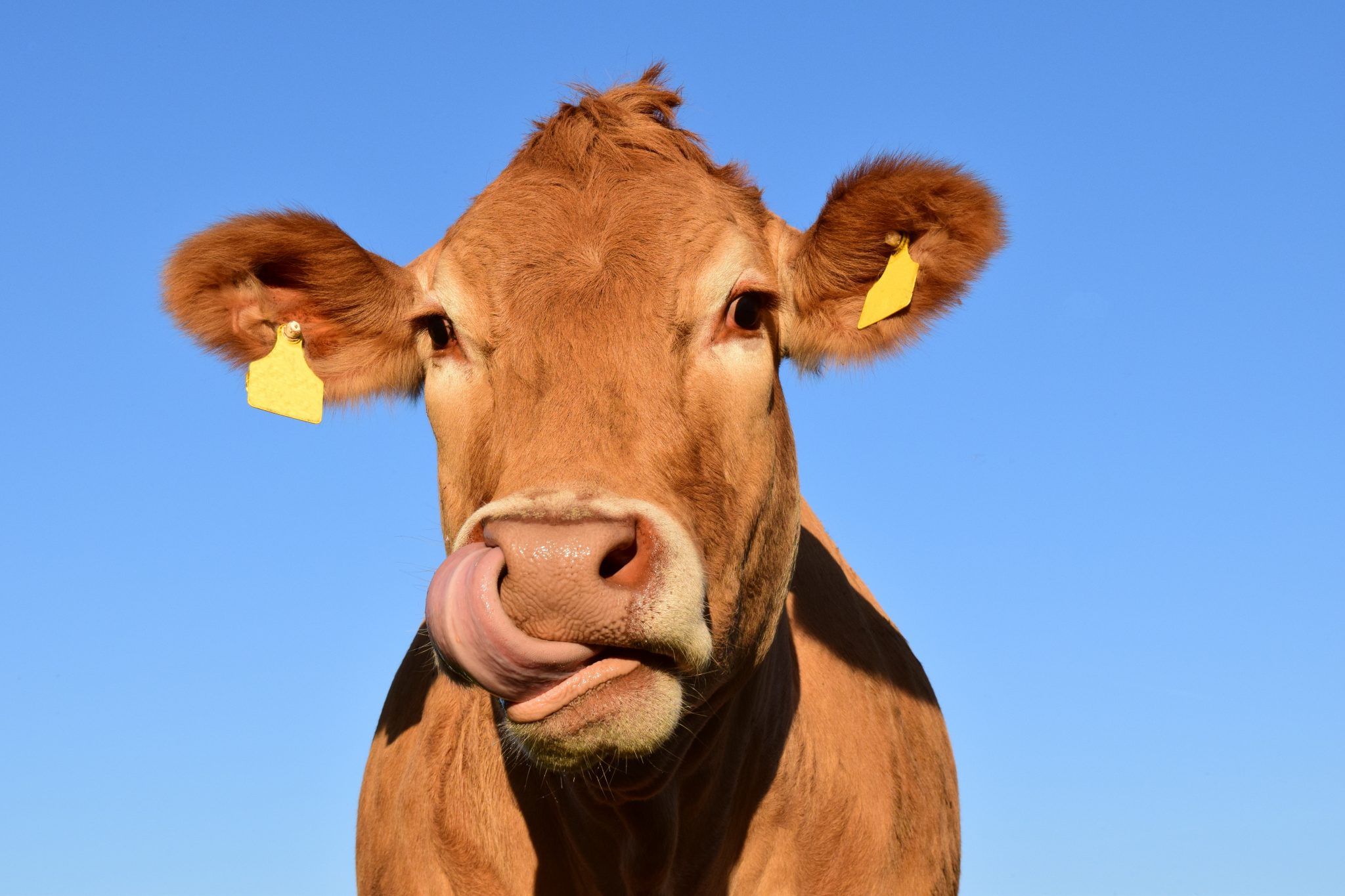Connecterra gets €7.8m boost for connected cows | Sifted