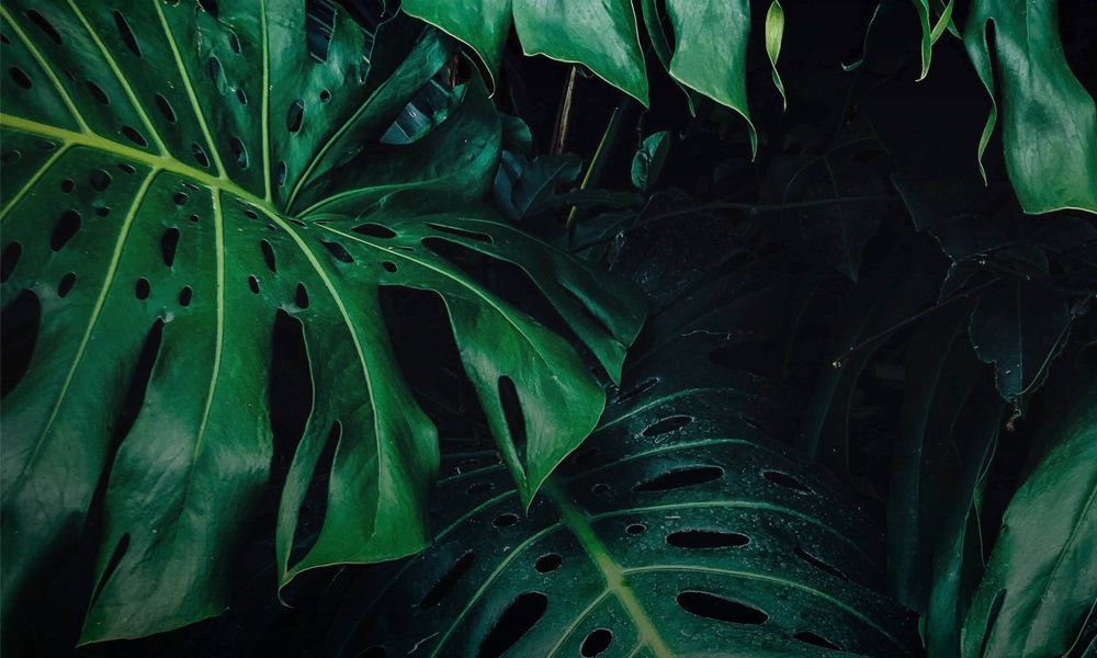 Introducing Sifted’s latest newsletter, Sustain | Sifted