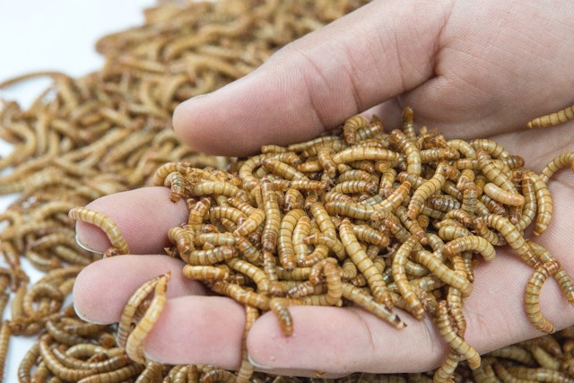 French insect farming scaleup Ÿnsect raises €160m and cuts 20% of staff ...