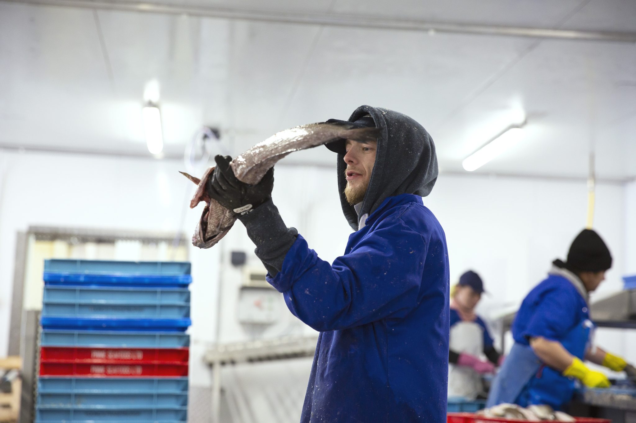 Rooser hauls in $23m to streamline Europe’s seafood markets | Sifted