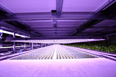 Inside Europe’s largest vertical farm, growing a tenth of Lithuania's ...