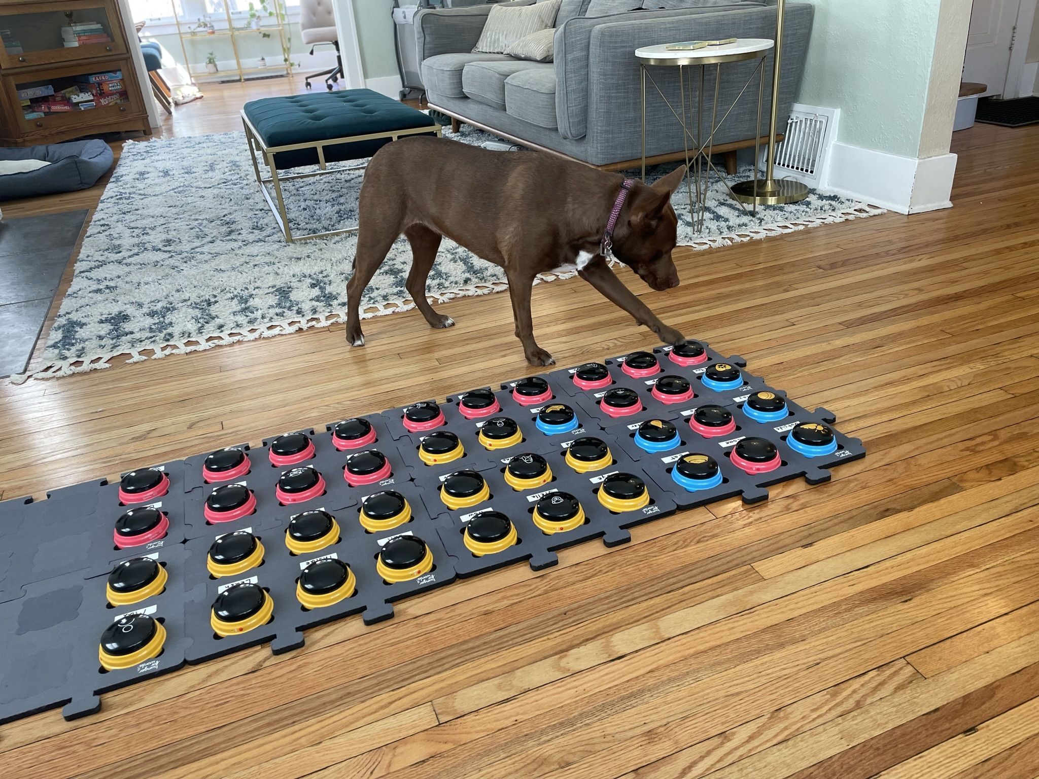 The tech teaching dogs to ‘talk’ | Sifted